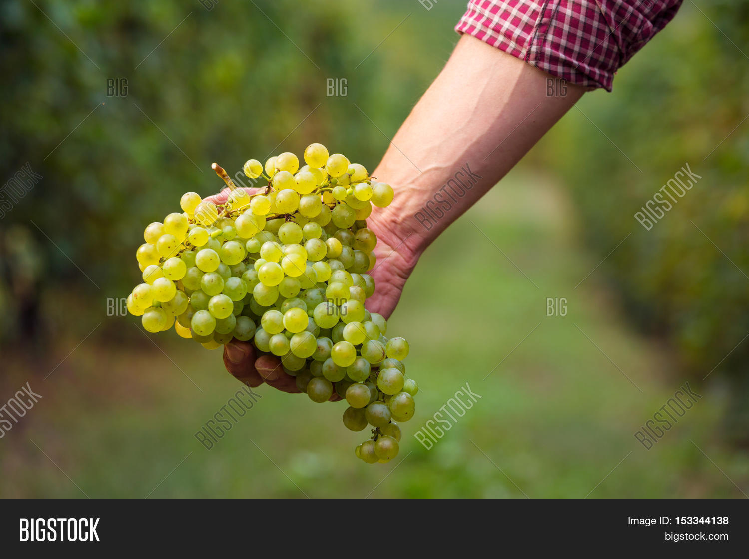 Farmers Hand Cluster Image & Photo (Free Trial) | Bigstock
