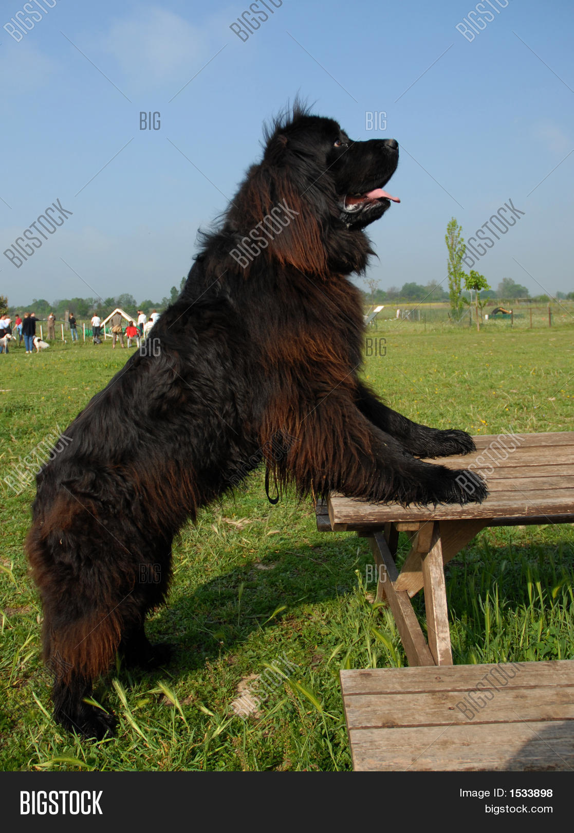 Newfoundland Dog Image & Photo (Free Trial) | Bigstock