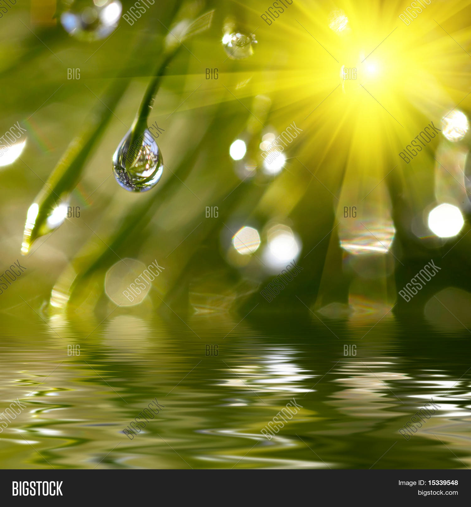 Water Drops Reflected Image & Photo (Free Trial) | Bigstock