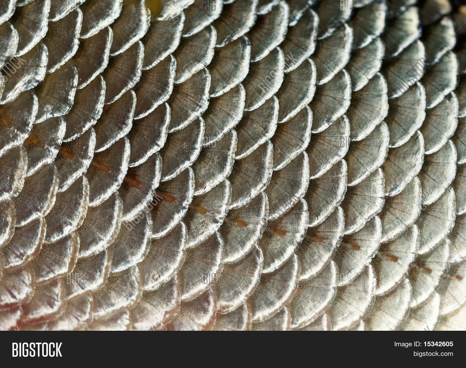 Fish Scales Background Image & Photo (Free Trial) | Bigstock