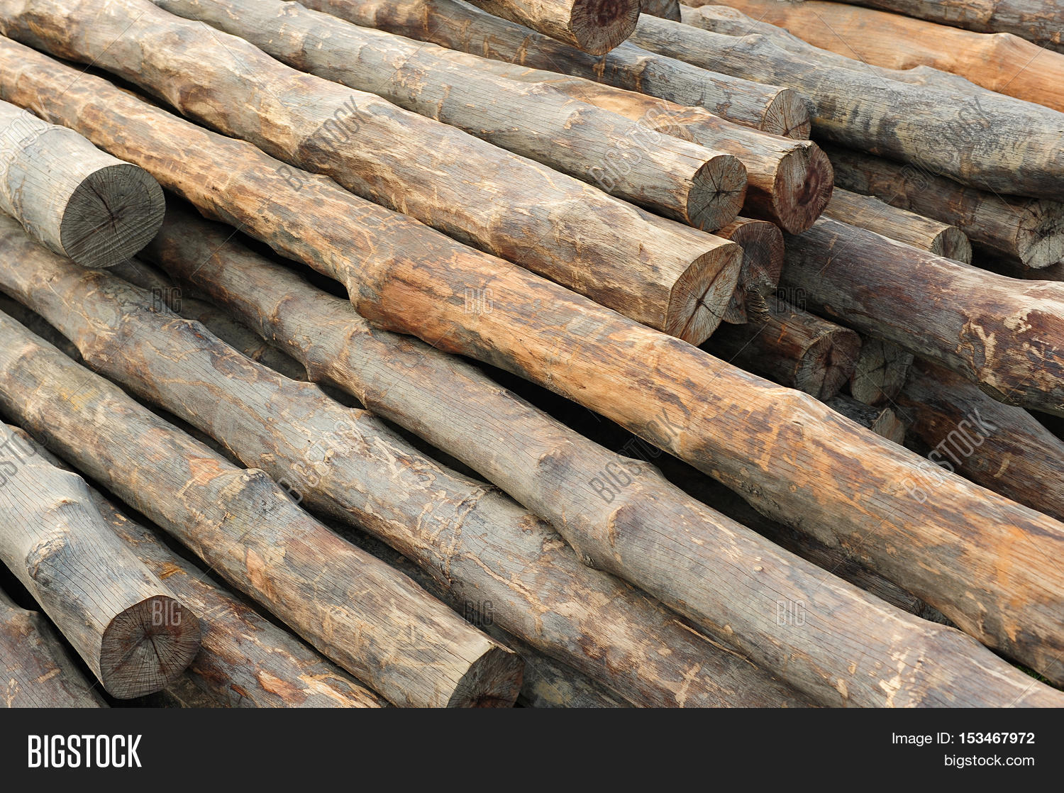 Pile Mangrove Log Wood Image & Photo (Free Trial) | Bigstock