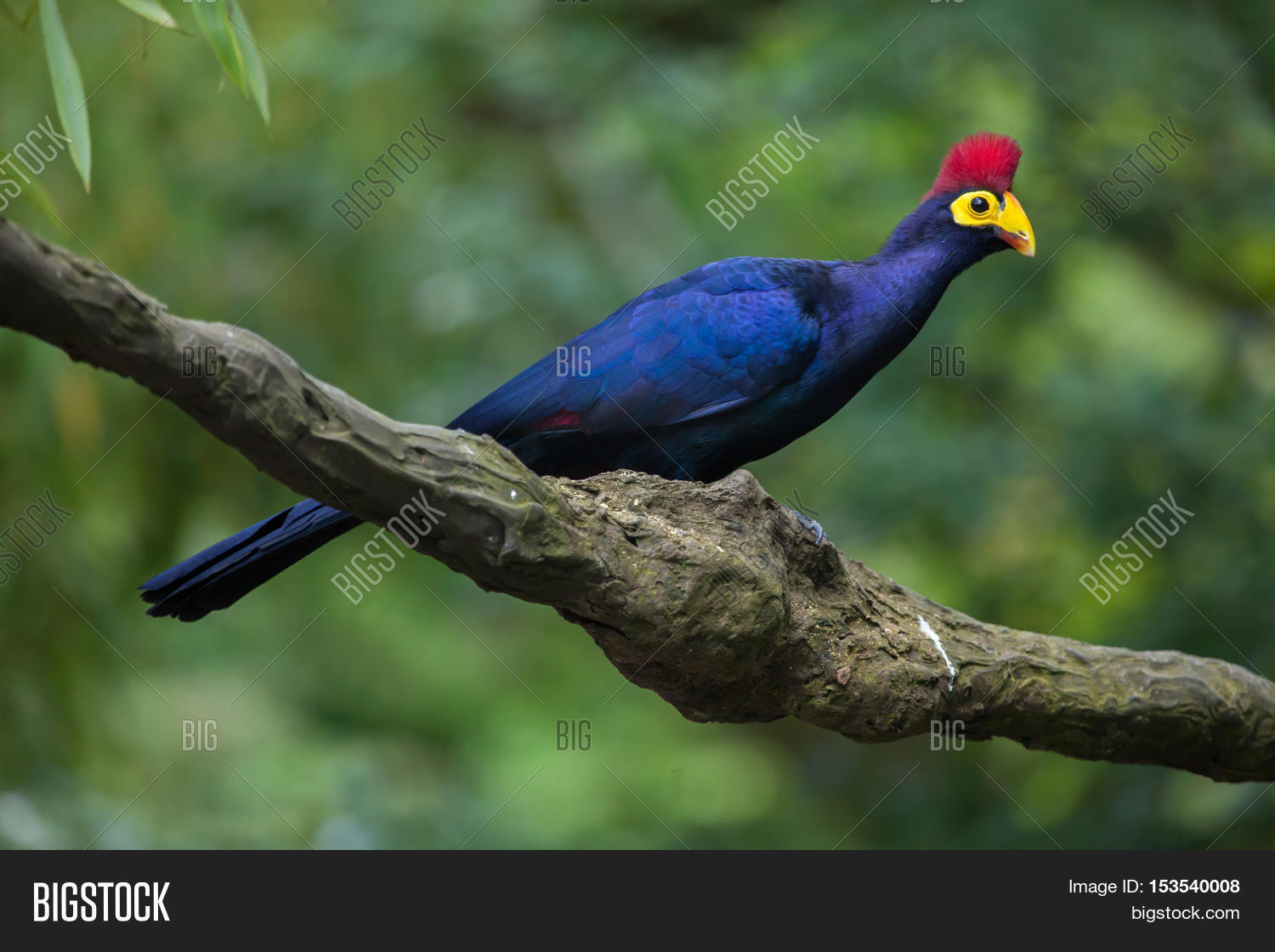 Lady Ross's Turaco ( Image & Photo (Free Trial) | Bigstock