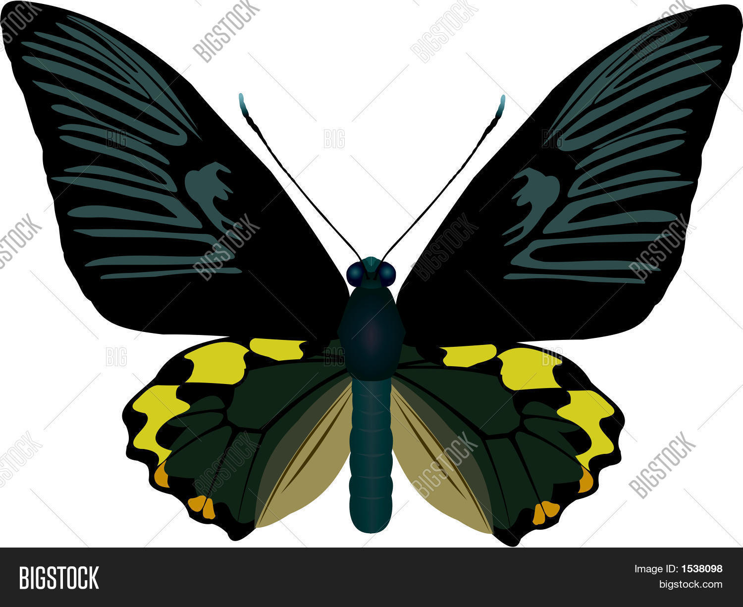 Troides Hypolitus.Eps Vector & Photo (Free Trial) | Bigstock