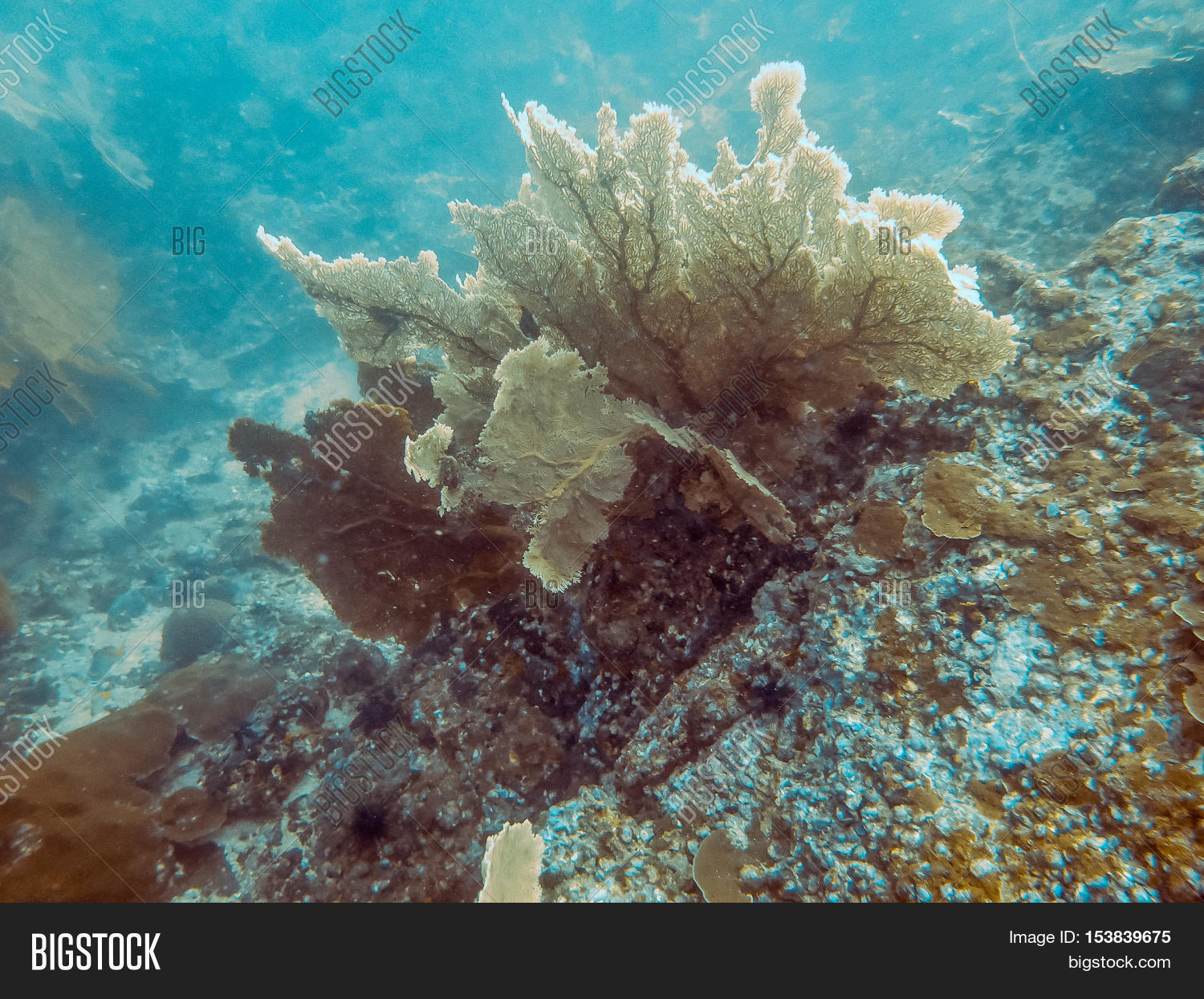 Big Sea Fan Myanmar Image & Photo (Free Trial) | Bigstock