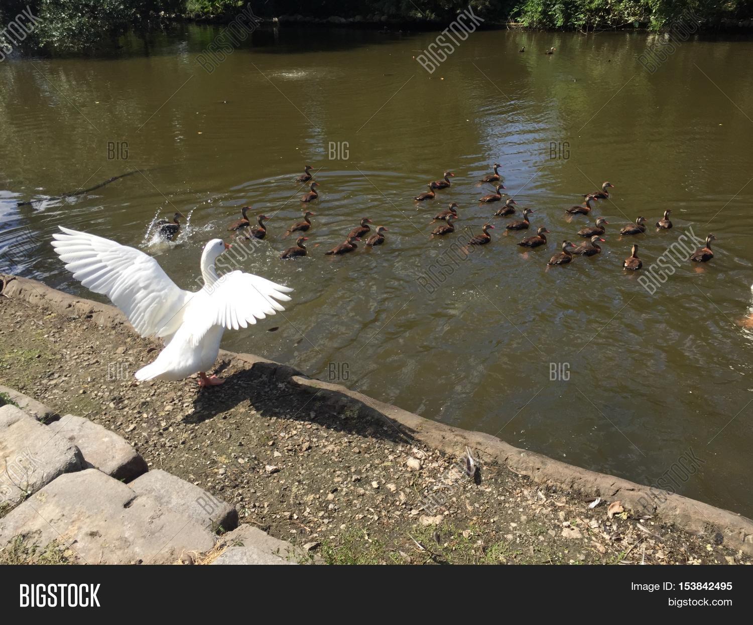 Large White Duck Image & Photo (Free Trial) | Bigstock
