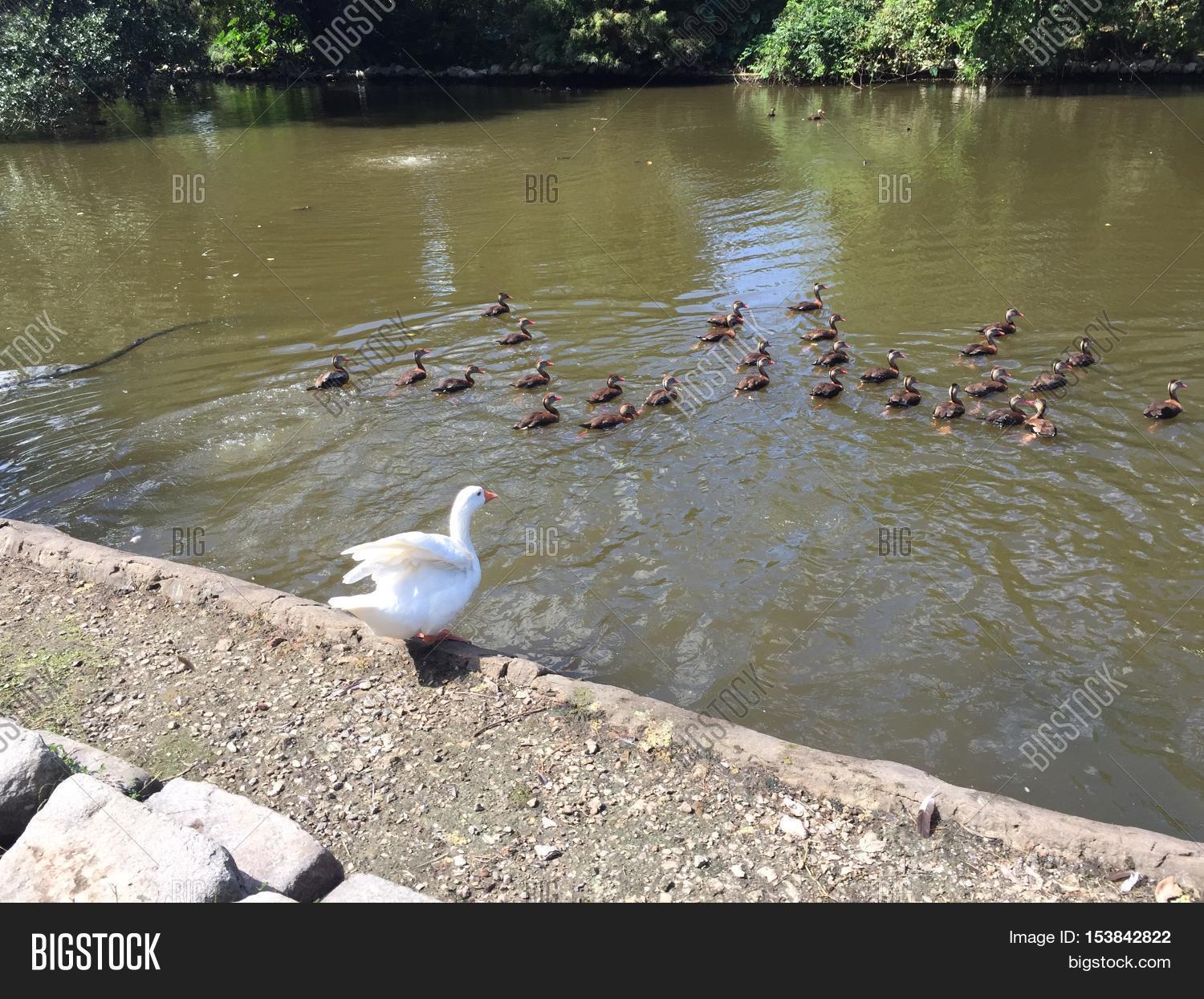 White Peking Duck Image & Photo (Free Trial) | Bigstock