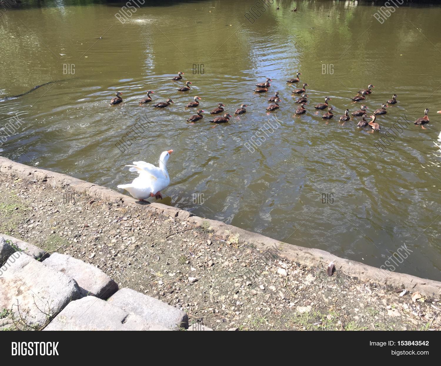Large White Goose Image & Photo (Free Trial) | Bigstock
