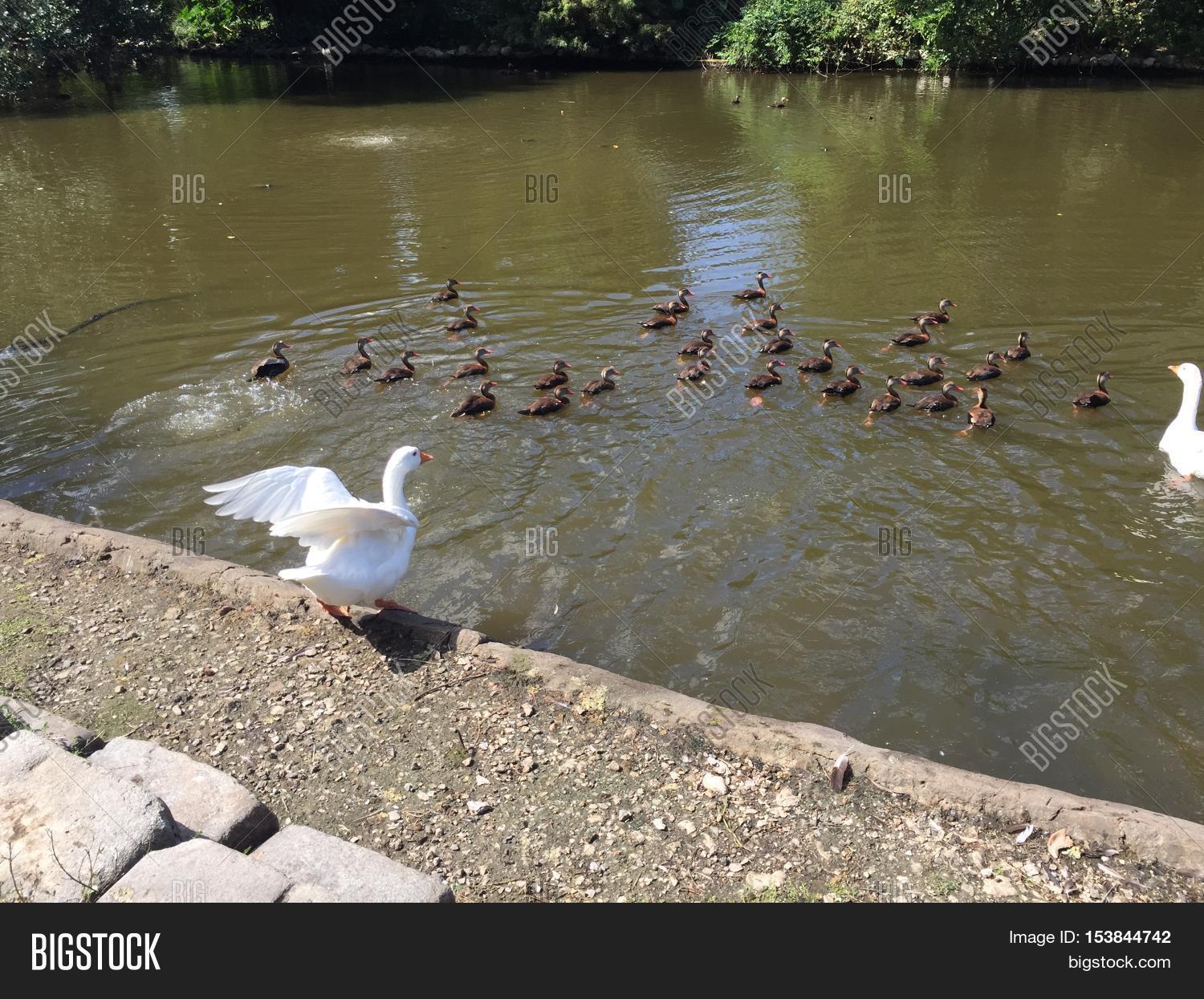 Large White Goose Image & Photo (Free Trial) | Bigstock