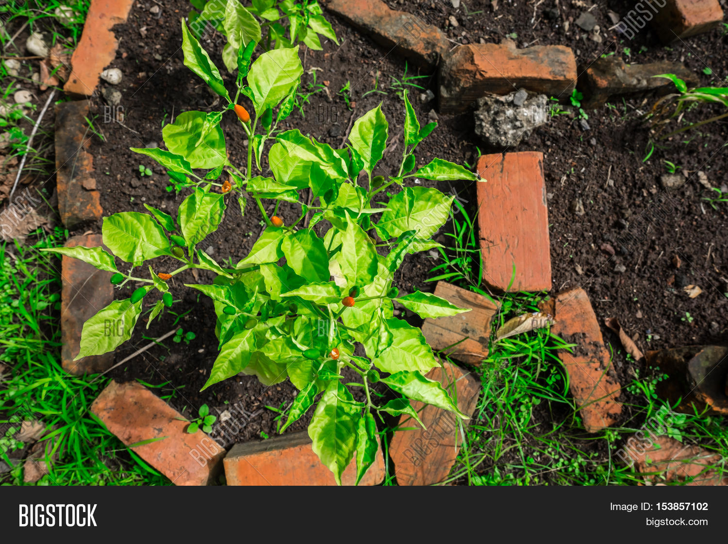 Chilli Padi Plant Image & Photo (Free Trial) | Bigstock