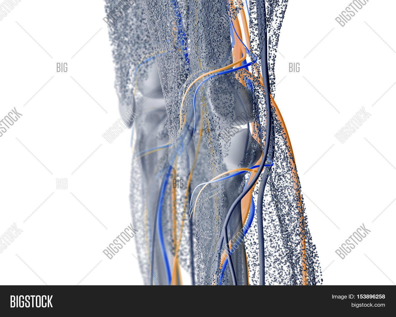 Human Anatomy Knee Image & Photo (Free Trial) | Bigstock