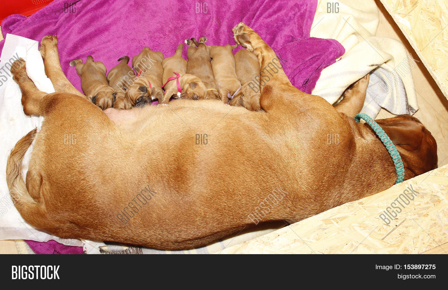 Lactating Female - Image & Photo (Free Trial) | Bigstock