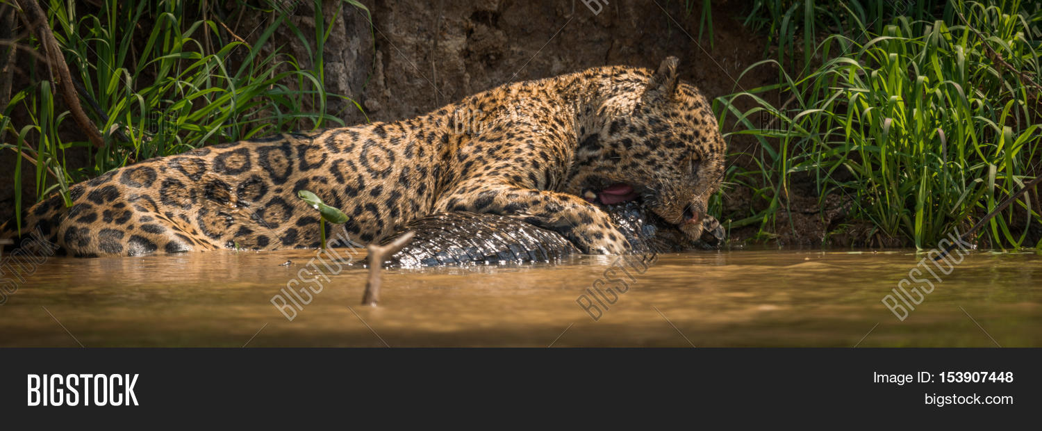 Panorama Jaguar Biting Image & Photo (Free Trial) | Bigstock