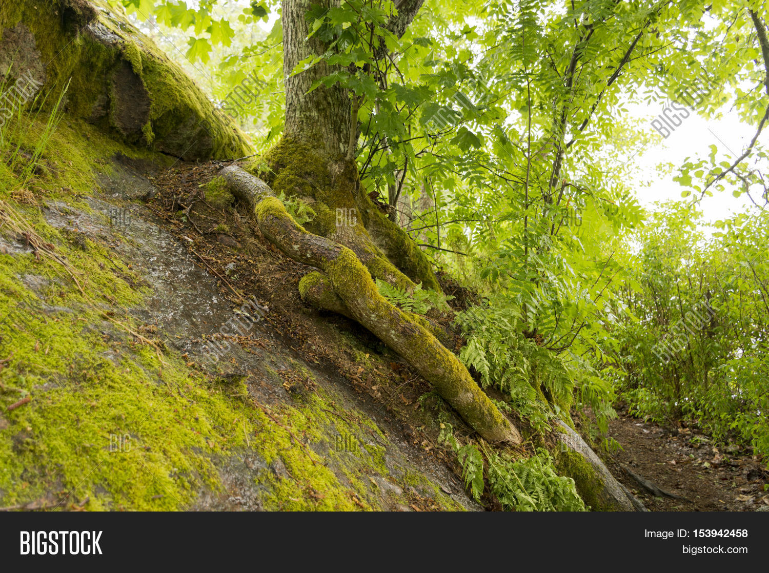 Tree Bare Roots Image & Photo (Free Trial) | Bigstock