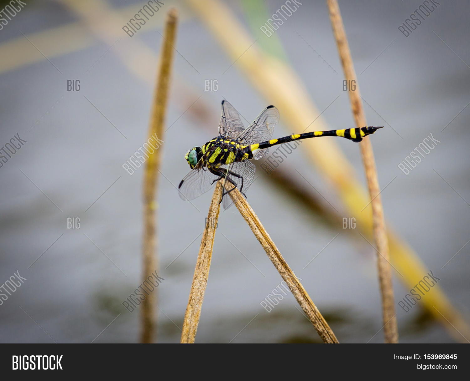 Golden-ringed Image & Photo (Free Trial) | Bigstock