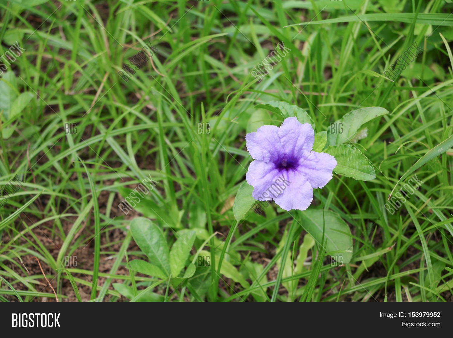 Popping Pod Flower Image & Photo (Free Trial) | Bigstock