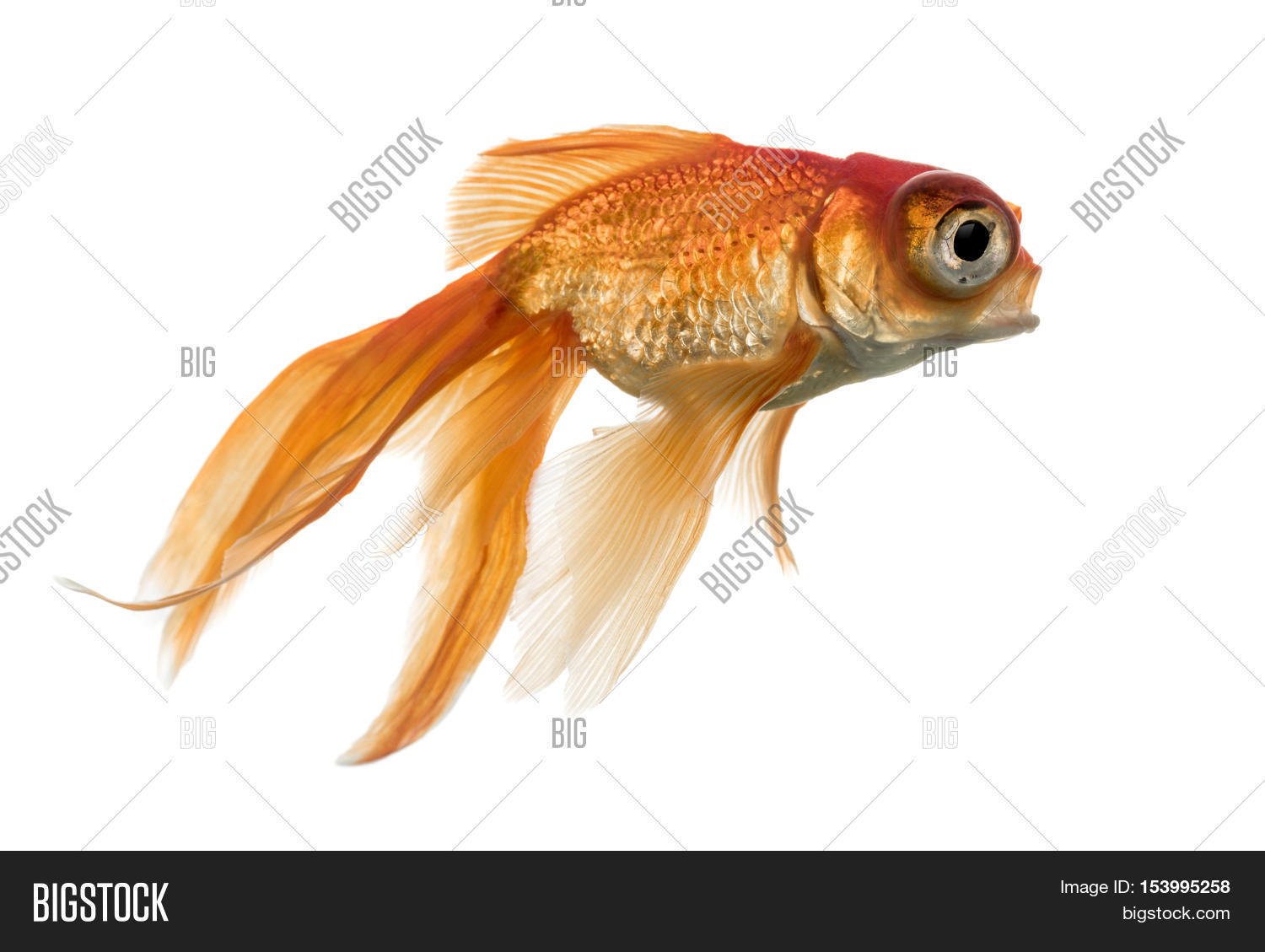 Side View Goldfish Image & Photo (Free Trial) | Bigstock