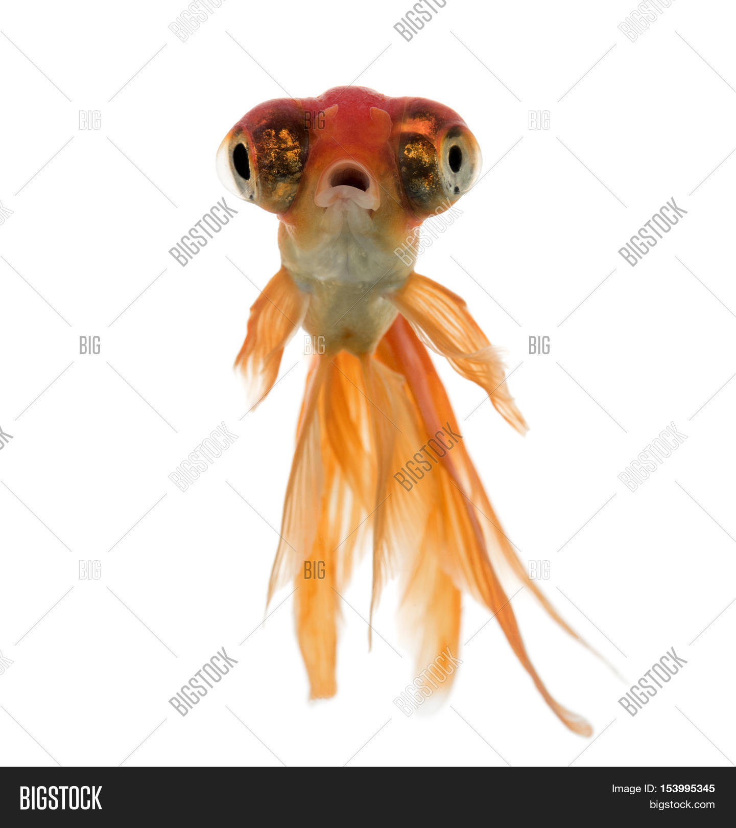 Front View Goldfish Image & Photo (Free Trial) | Bigstock