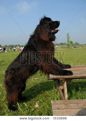 Newfoundland Dog Image & Photo (Free Trial) | Bigstock