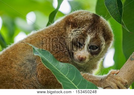 Beautiful Slow Loris Image & Photo (Free Trial) | Bigstock