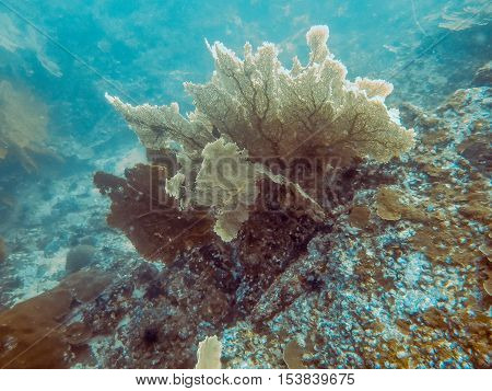 Big Sea Fan Myanmar Image & Photo (Free Trial) | Bigstock