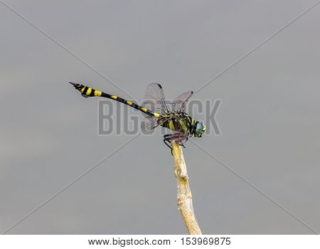 Golden-ringed Image & Photo (Free Trial) | Bigstock