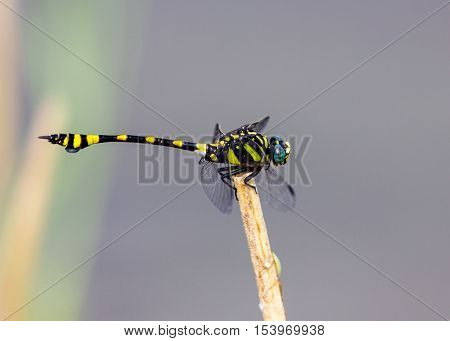 Golden-ringed Image & Photo (Free Trial) | Bigstock