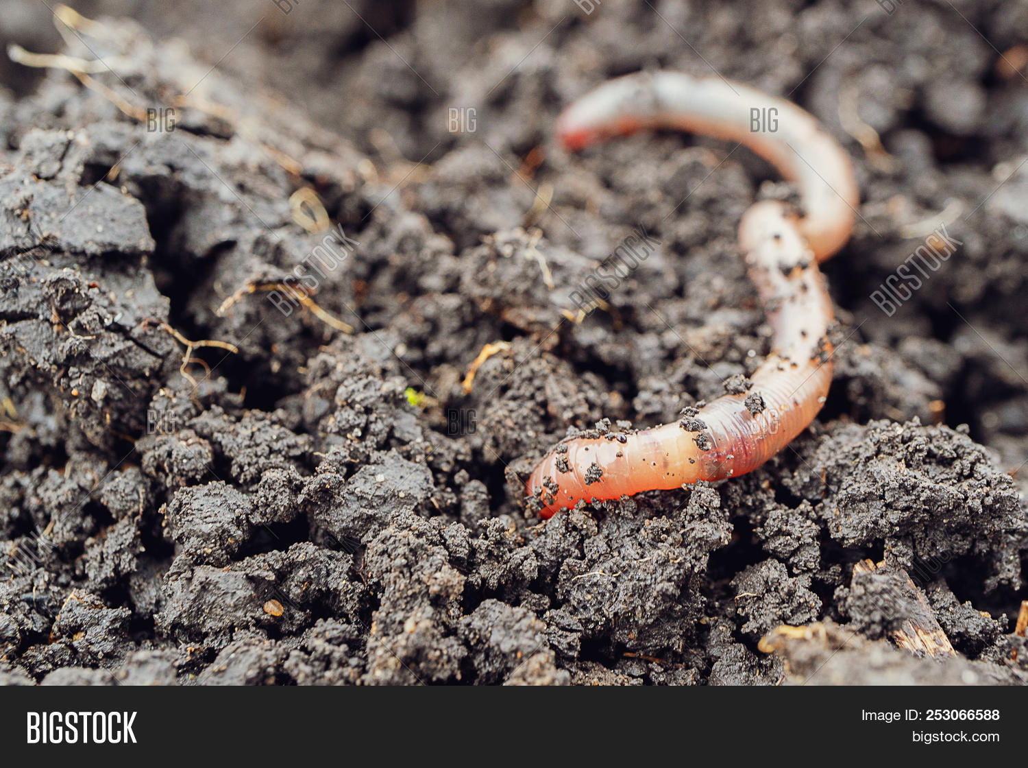 Worm Begins Burrow Image & Photo (Free Trial) | Bigstock