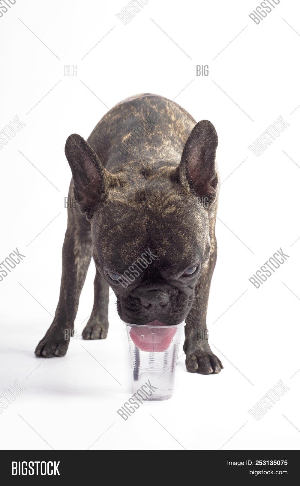 How Much Water Should A French Bulldog Drink