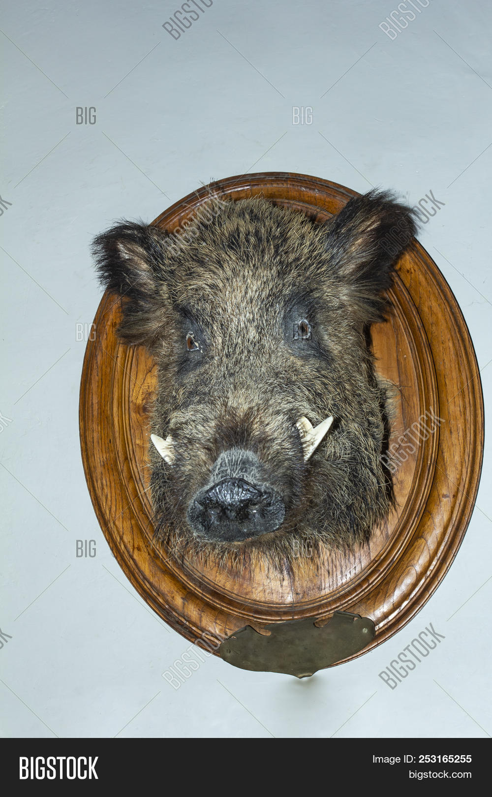 Heads Stuffed Wild Image & Photo (Free Trial) | Bigstock