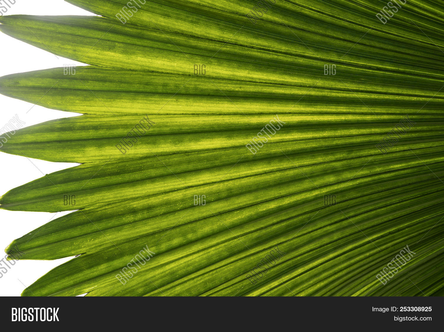 Lines Rustling Leaves Image & Photo (Free Trial) | Bigstock