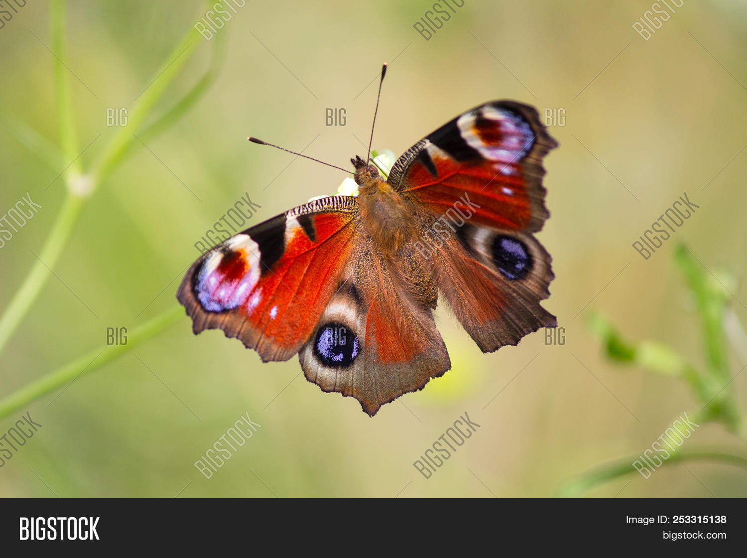 Peacock Butterfly ( Image & Photo (Free Trial) | Bigstock