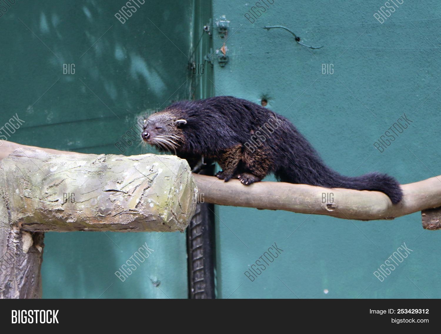 Binturong (arctictis Image & Photo (Free Trial) | Bigstock
