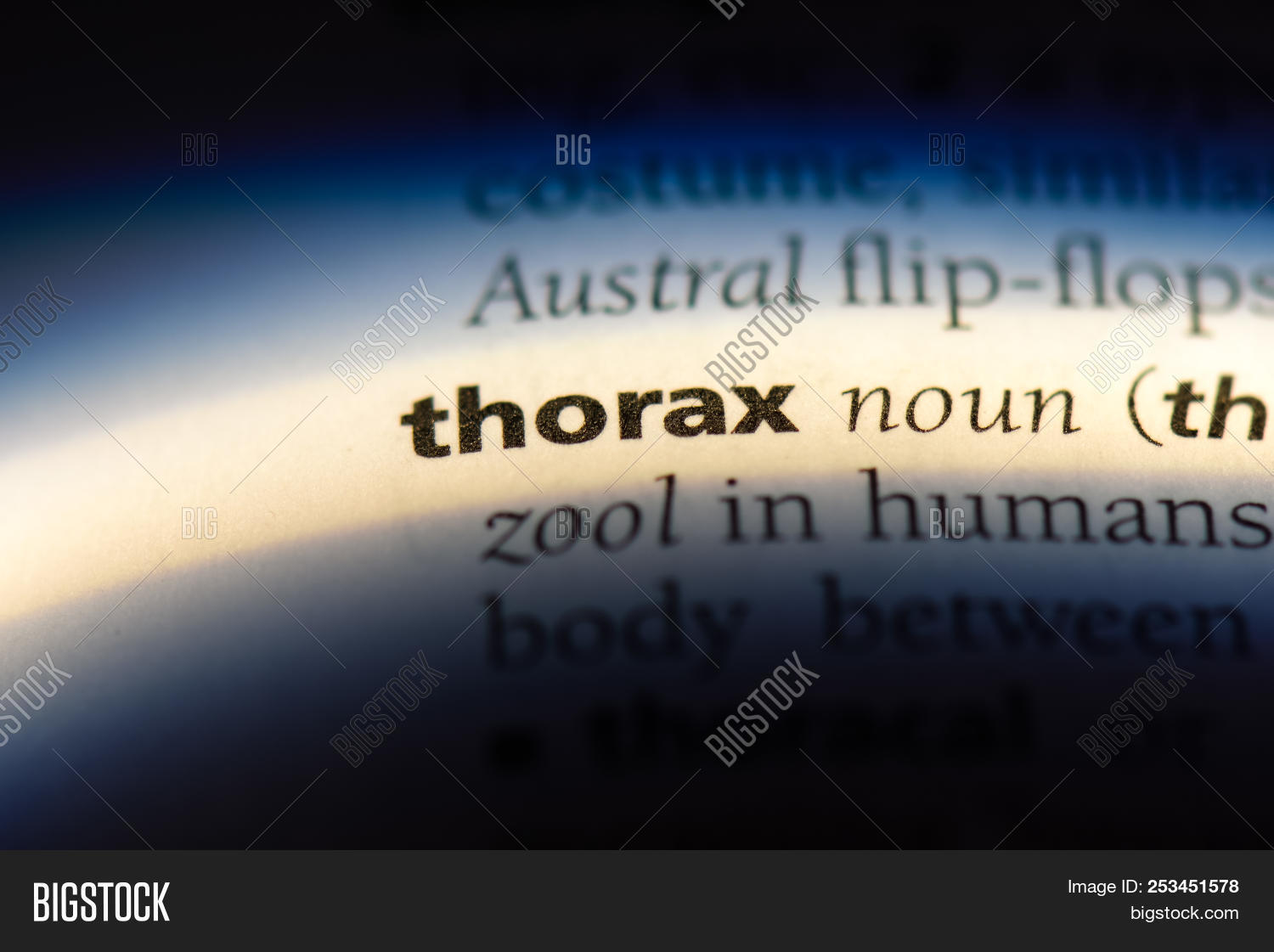 Thorax Word Dictionary Image & Photo (Free Trial) | Bigstock