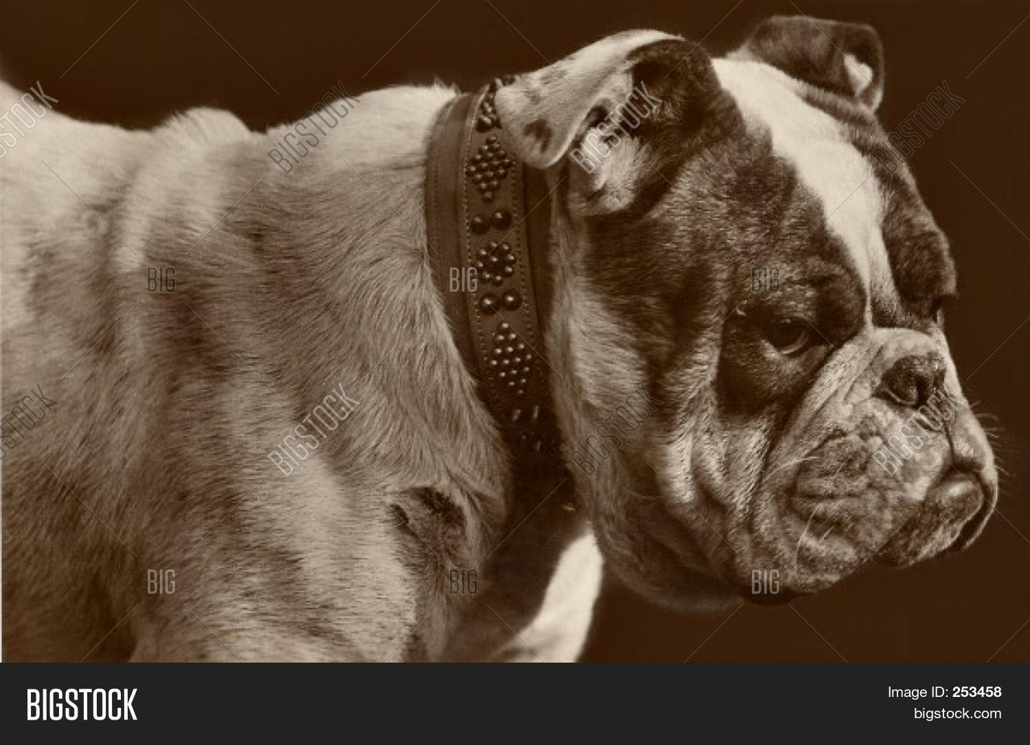 Vintage Bulldog Image & Photo | Bigstock