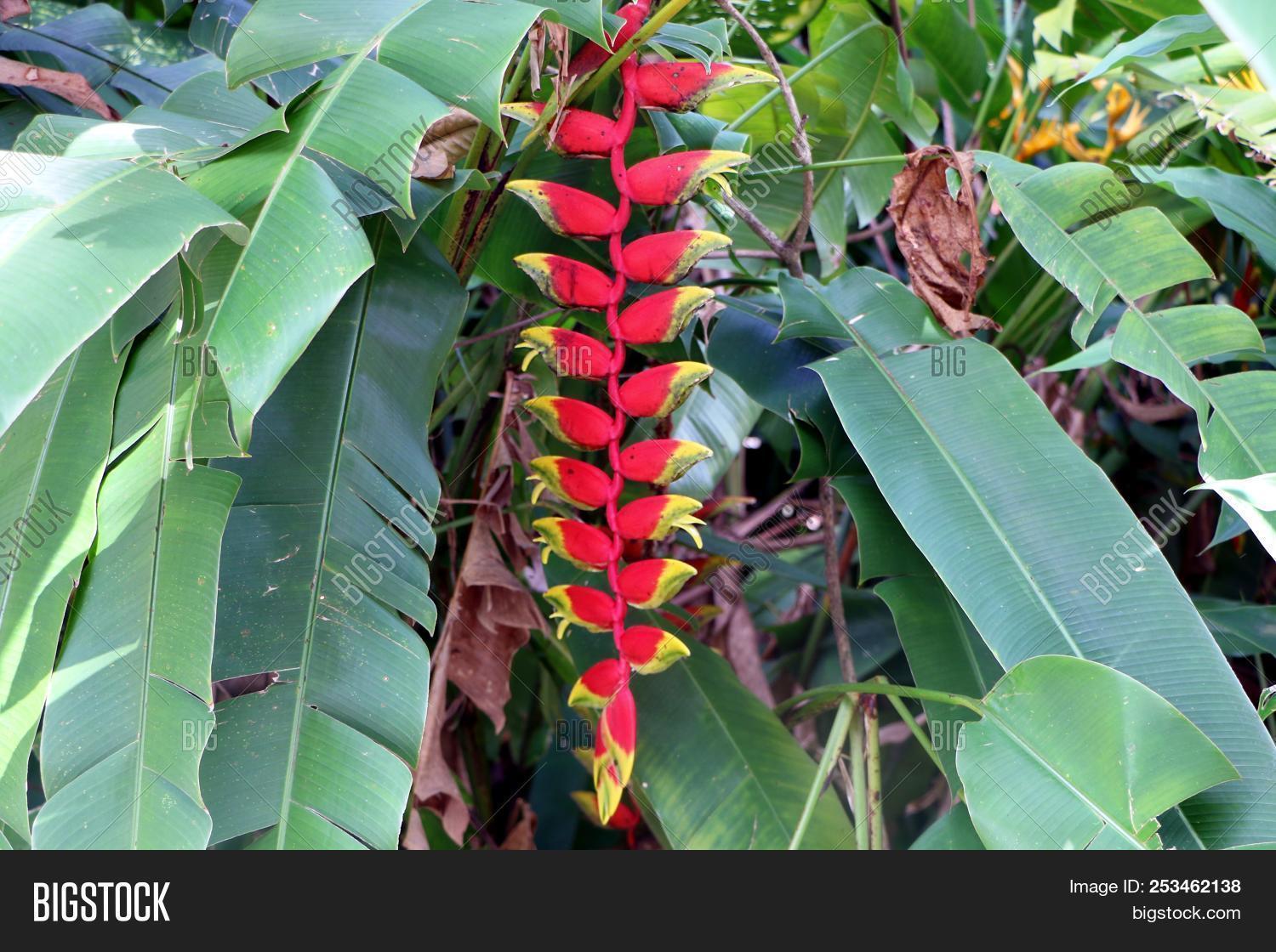 Heliconia Rostrata ( Image & Photo (Free Trial) | Bigstock