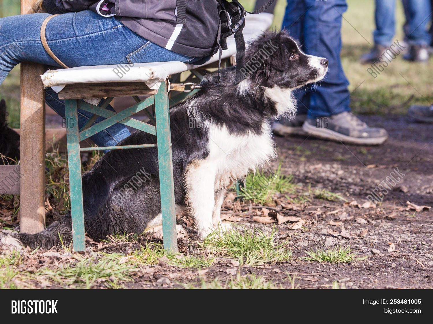 Border Collie Adult Image & Photo (Free Trial) | Bigstock