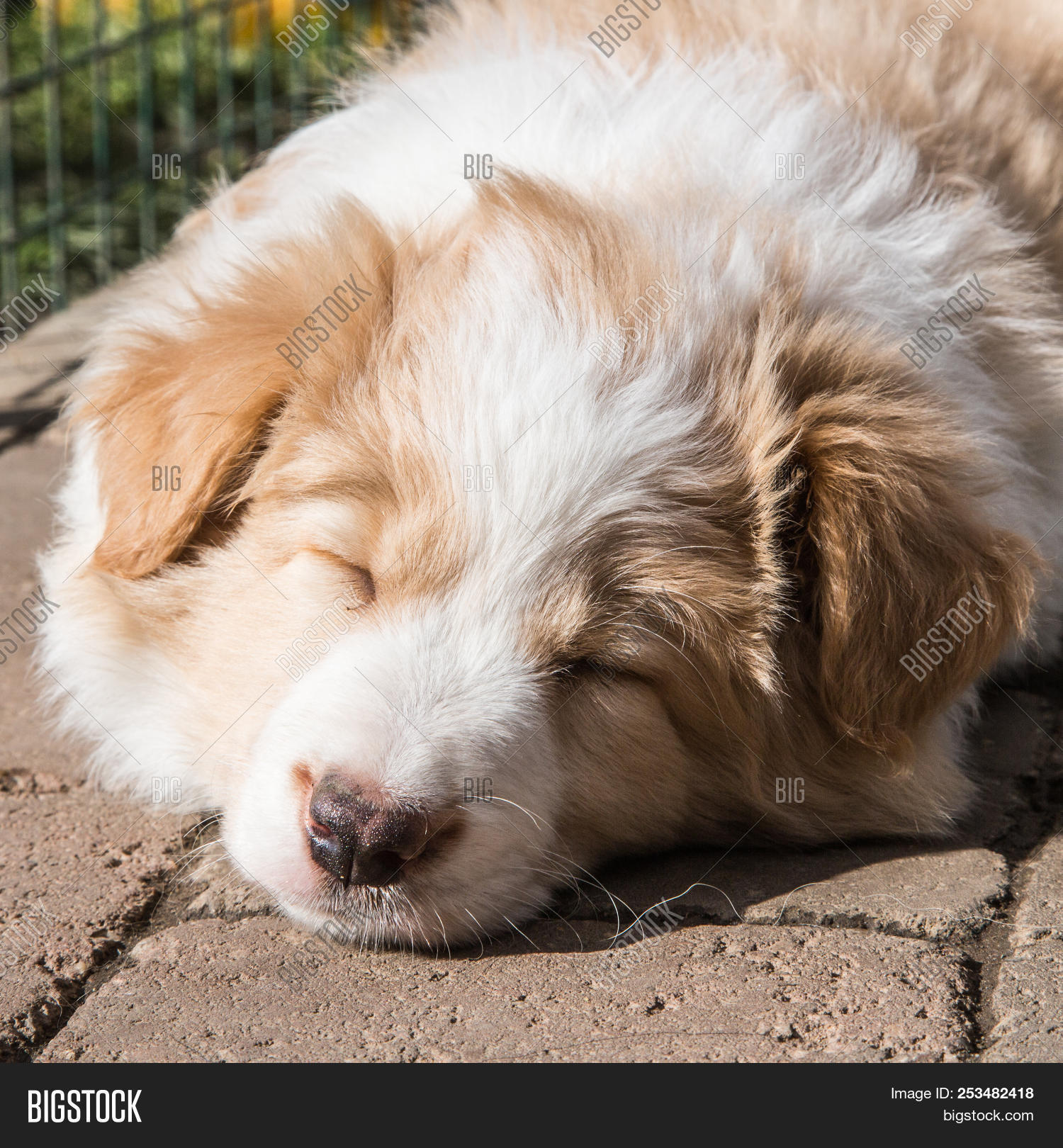 Border Collie Adult Image & Photo (Free Trial) | Bigstock