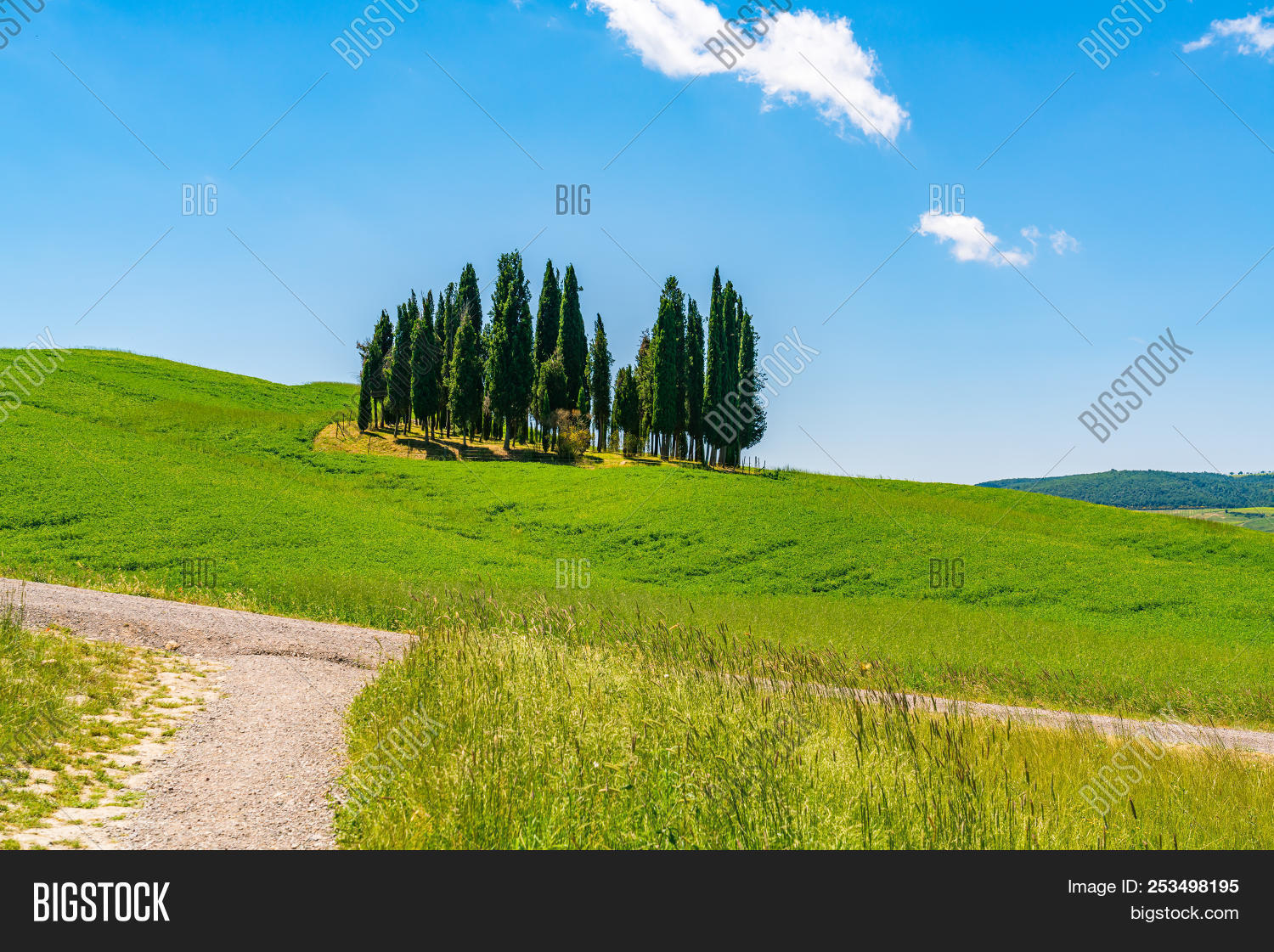 Cypresses Trees Hilly Image & Photo (Free Trial) | Bigstock