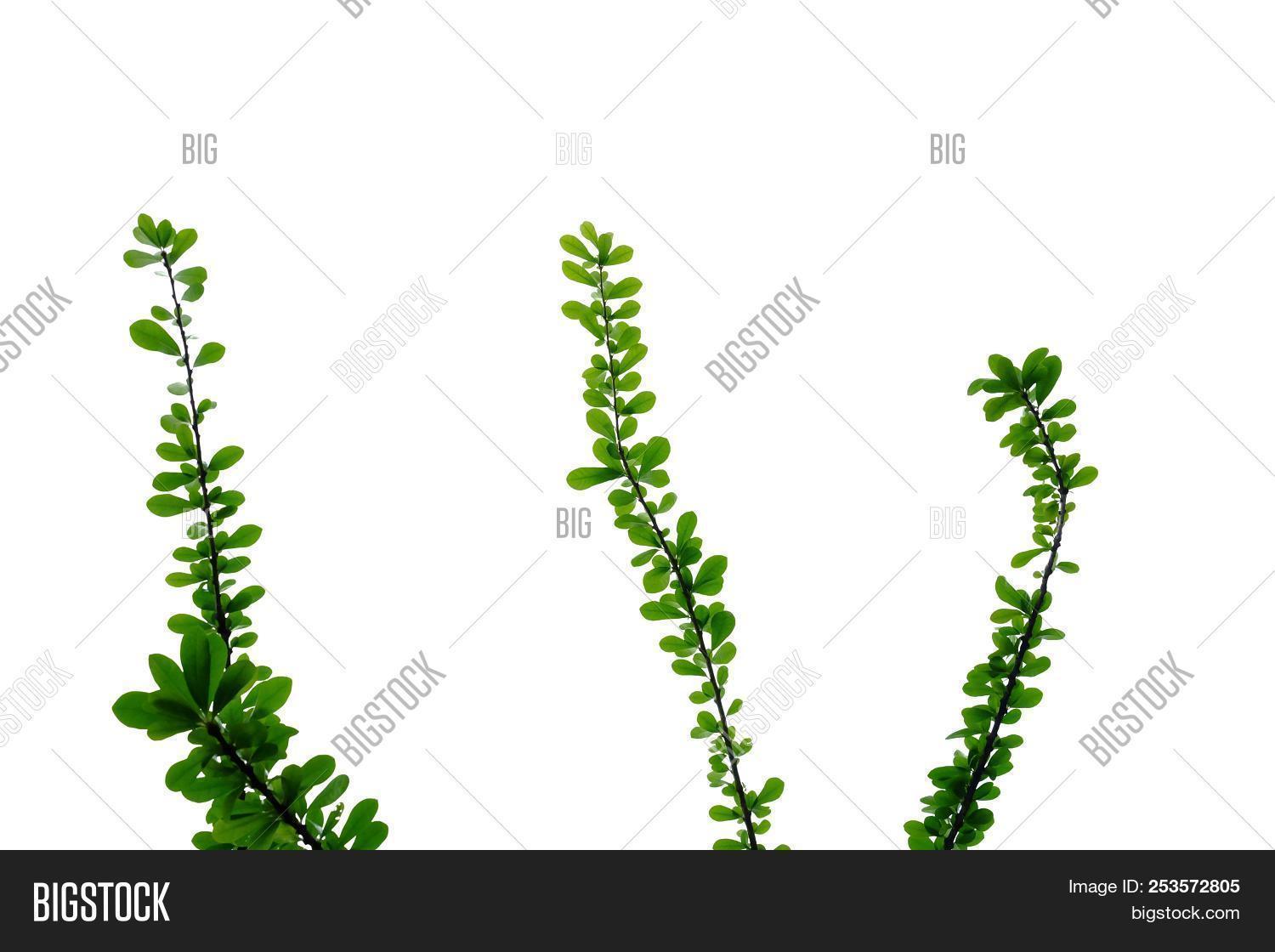 Mexican Calabash Plant Image & Photo (Free Trial) | Bigstock