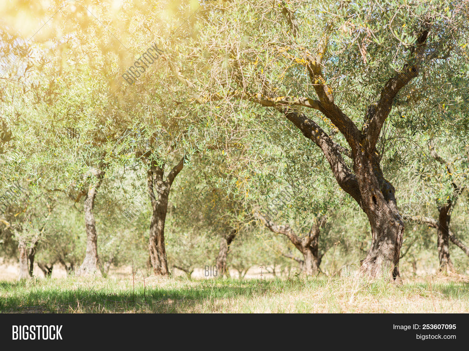 Olive Trees. Olive Image & Photo (Free Trial) | Bigstock