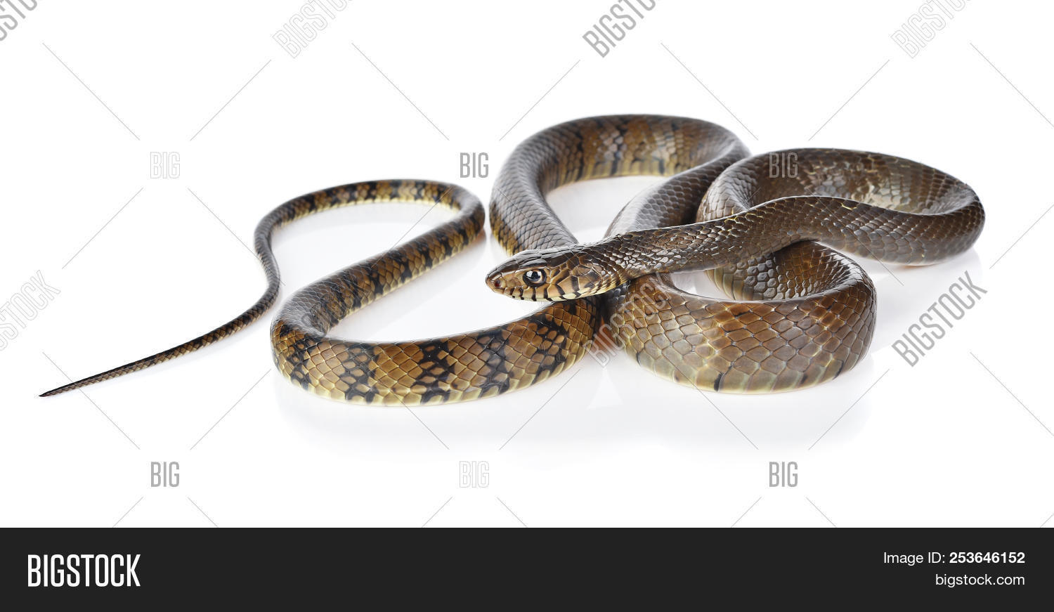 This Snake Isolated On Image & Photo (Free Trial) | Bigstock
