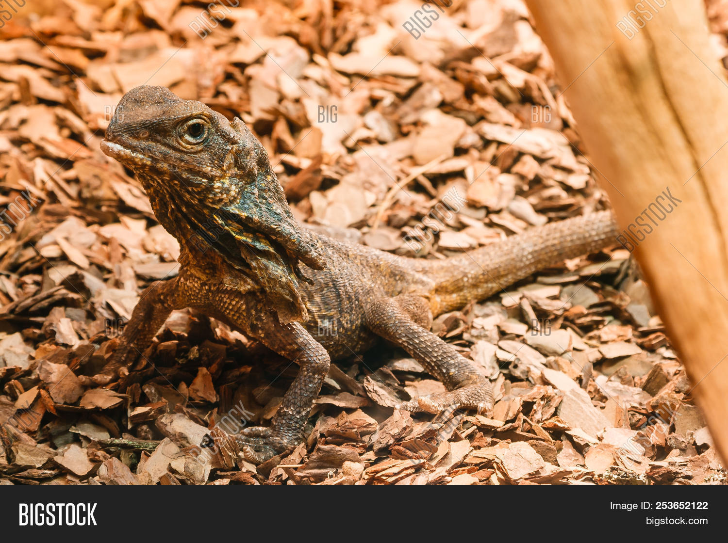 Beautiful Lizard Image & Photo (Free Trial) | Bigstock