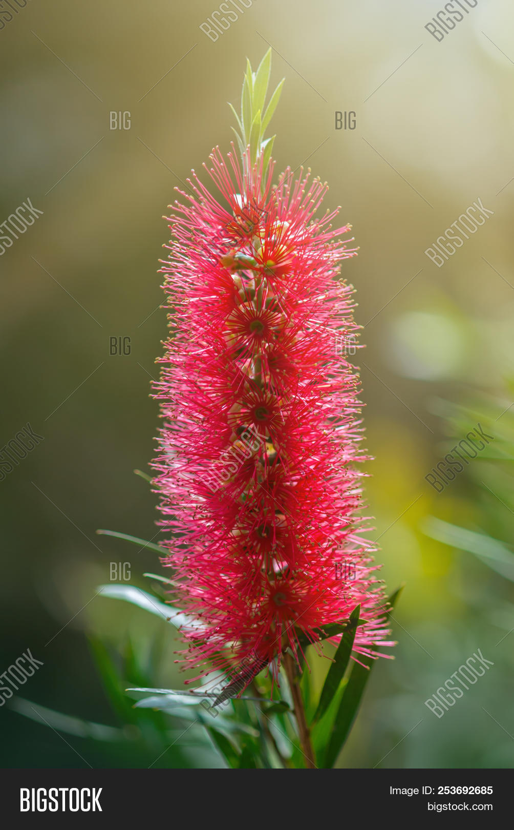 Red Callistemon Image & Photo (Free Trial) | Bigstock