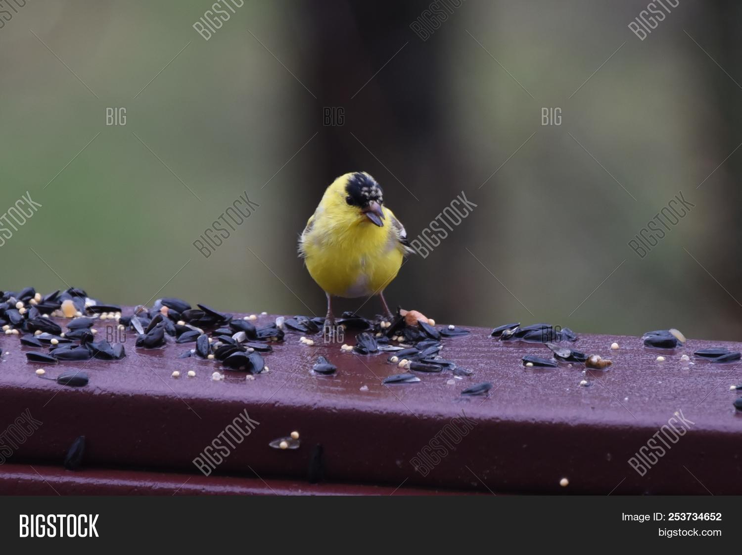 American Goldfinch Image & Photo (Free Trial) | Bigstock