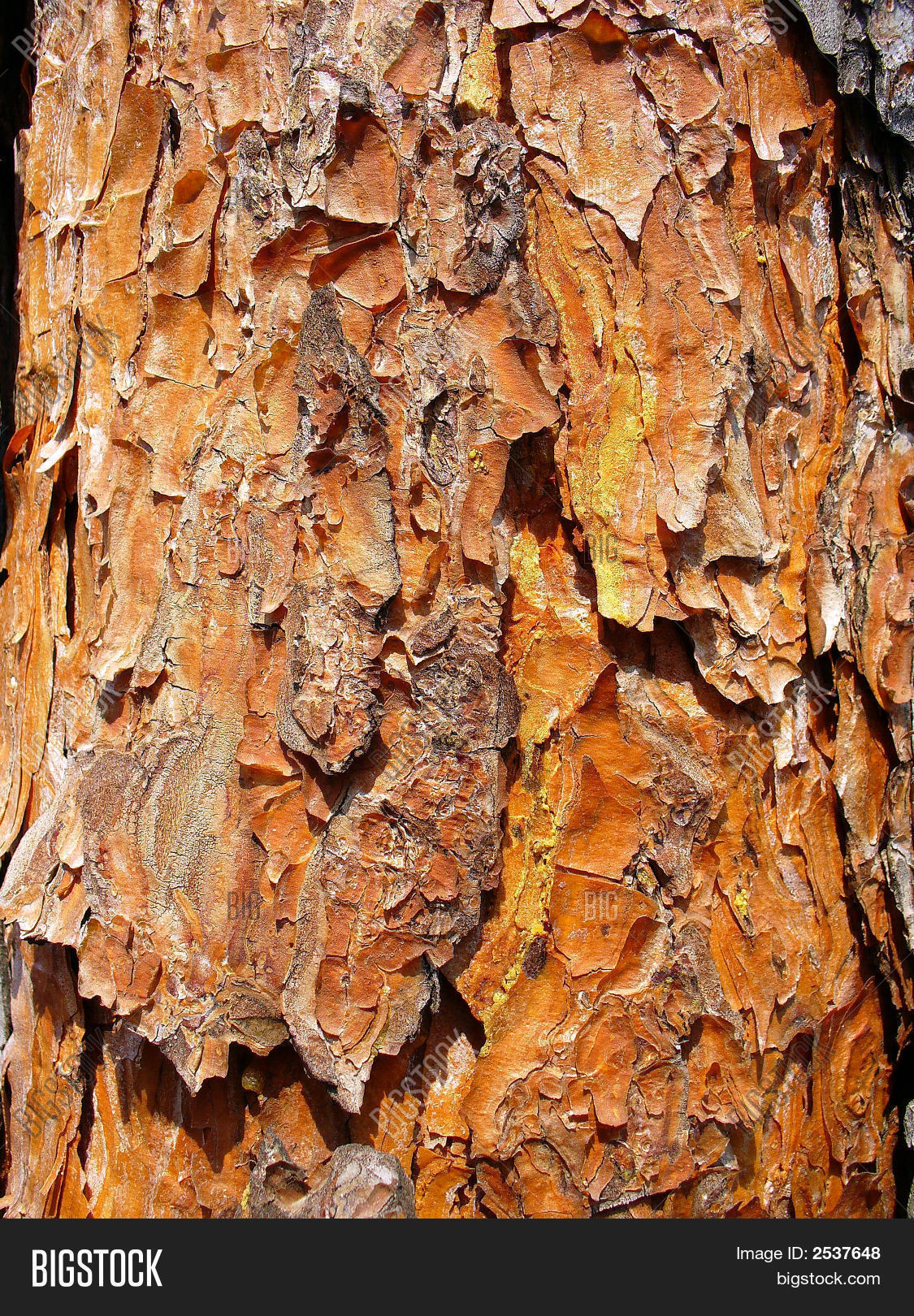 Wood Skin Image & Photo (Free Trial) | Bigstock