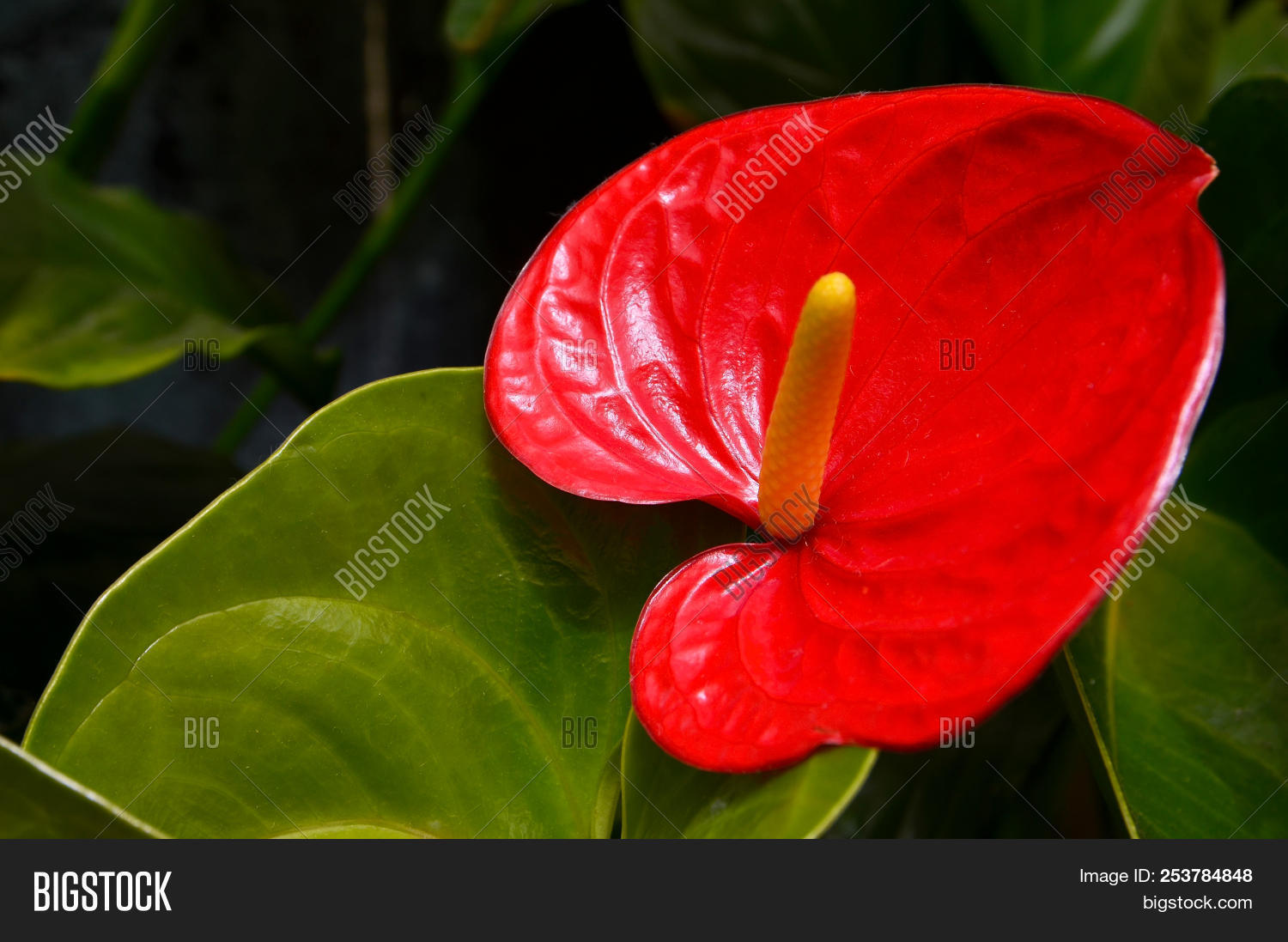 Anthurium Andraeanum Image & Photo (Free Trial) | Bigstock
