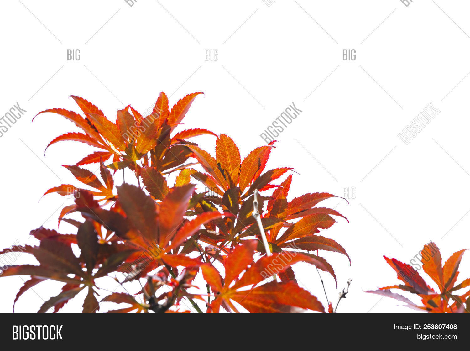 Spring Red Maple Leaf Image & Photo (Free Trial) | Bigstock