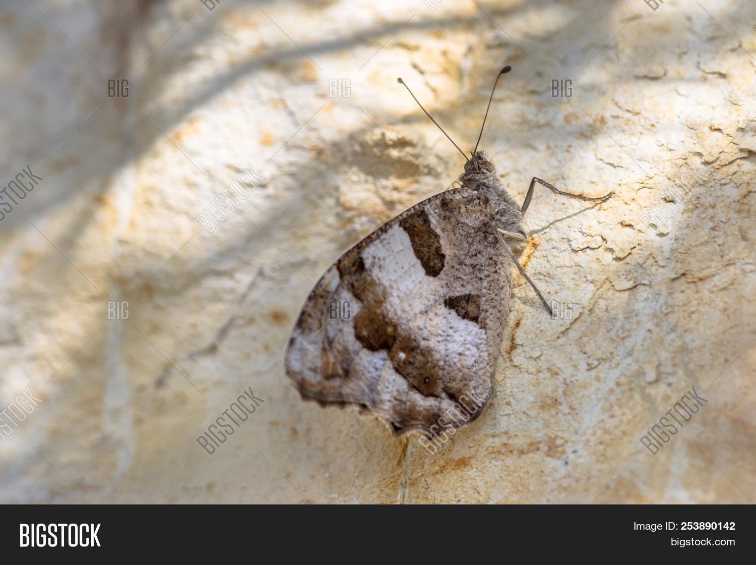 Hermit (chazara Image & Photo (Free Trial) | Bigstock
