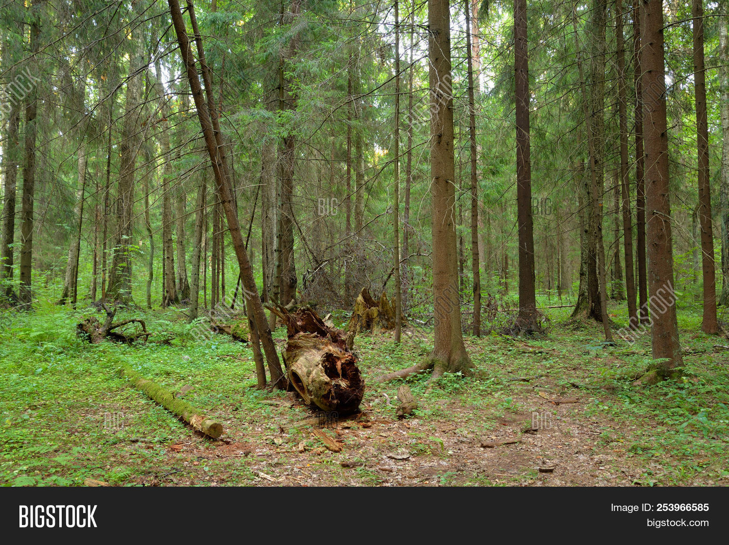 Fallen Trees Pine Image & Photo (Free Trial) | Bigstock
