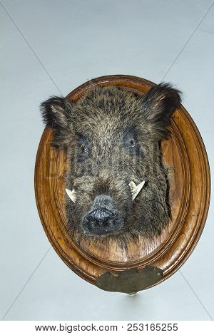 Heads Stuffed Wild Image & Photo (Free Trial) | Bigstock